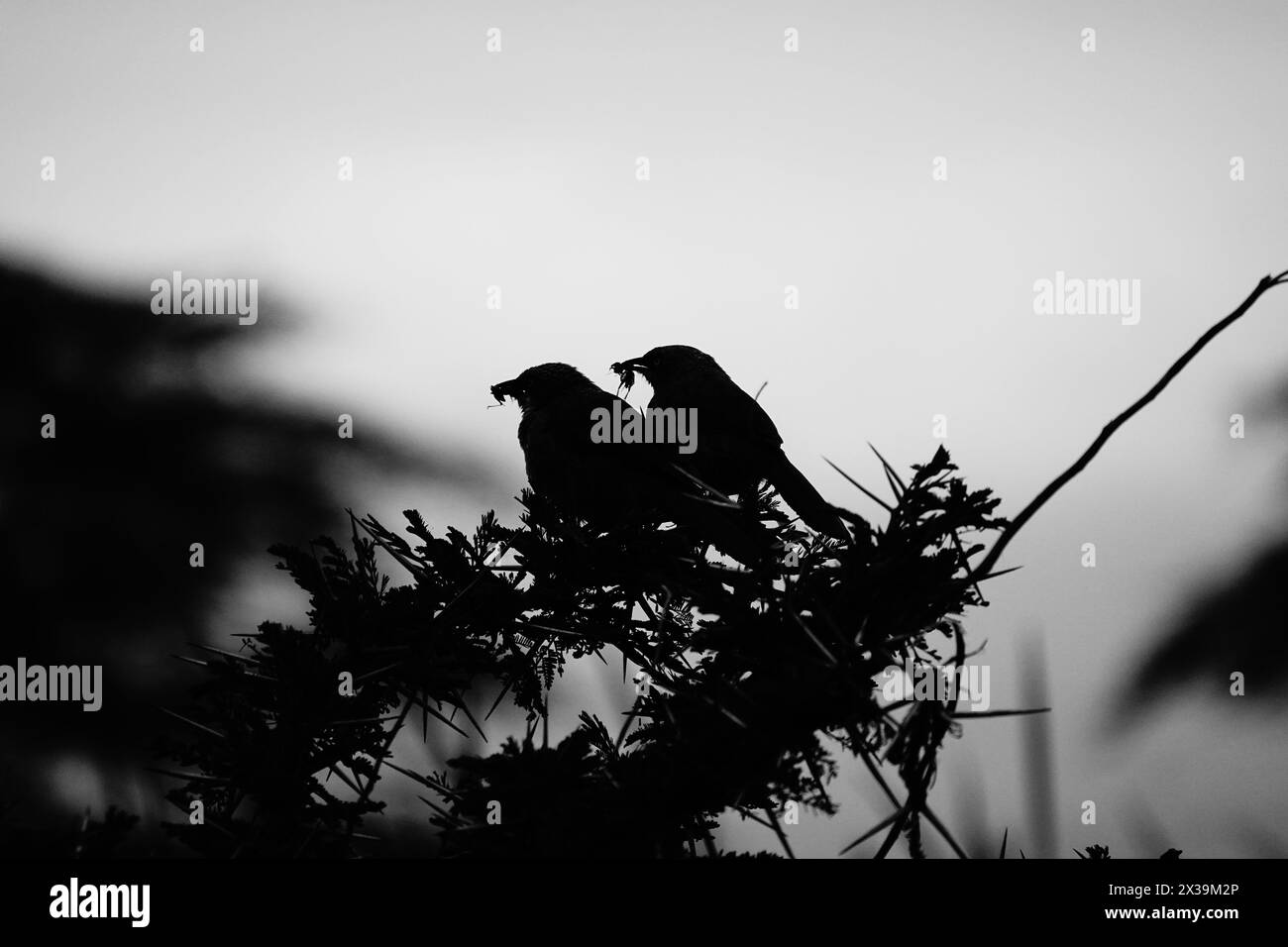Silhouette, Two Insect Eating Birds Perched in Bush Stock Photo - Alamy