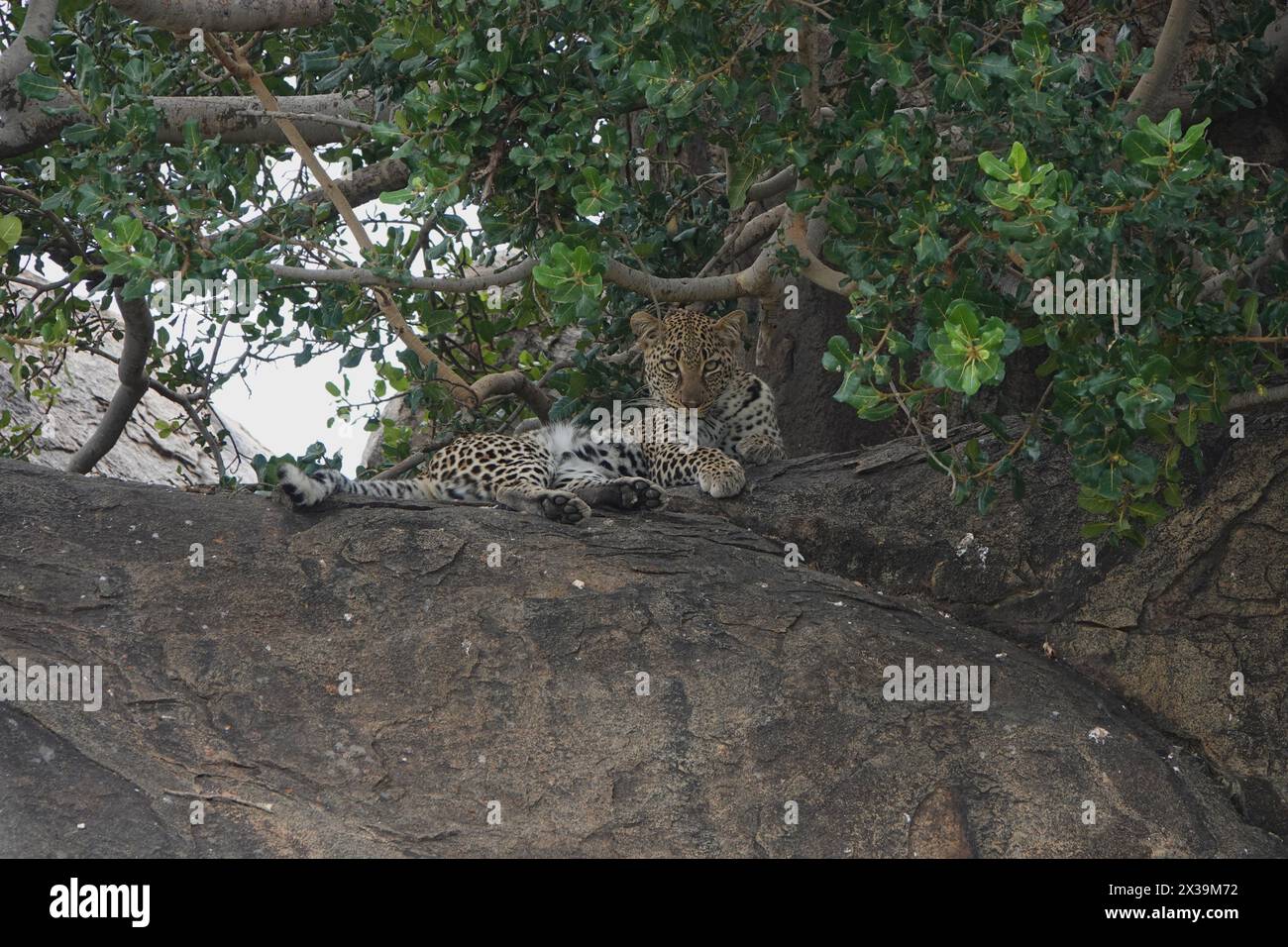 Serengeti wildlife predator prey hi-res stock photography and images ...