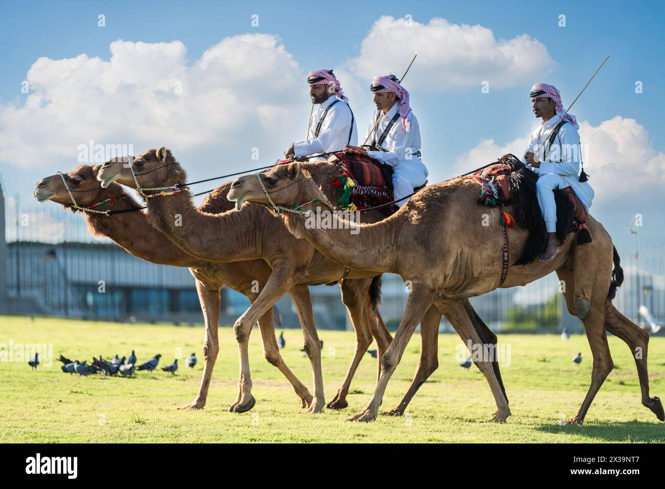 Amiri Diwan and Palace Guard Camels, Doha, Qatar. 15-04-2024 Stock ...