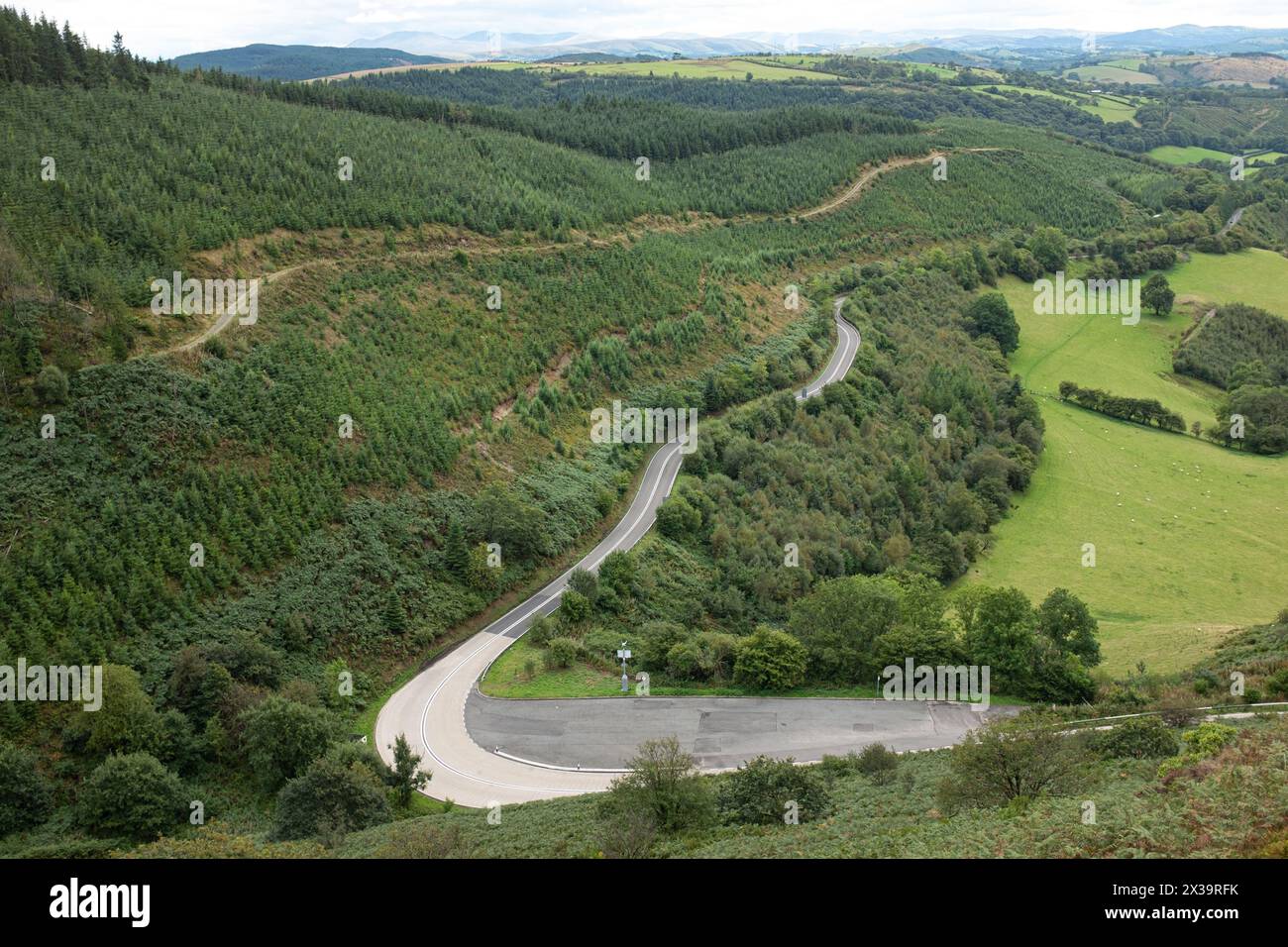 Commercial forestry in Central Wales, UK Stock Photo - Alamy