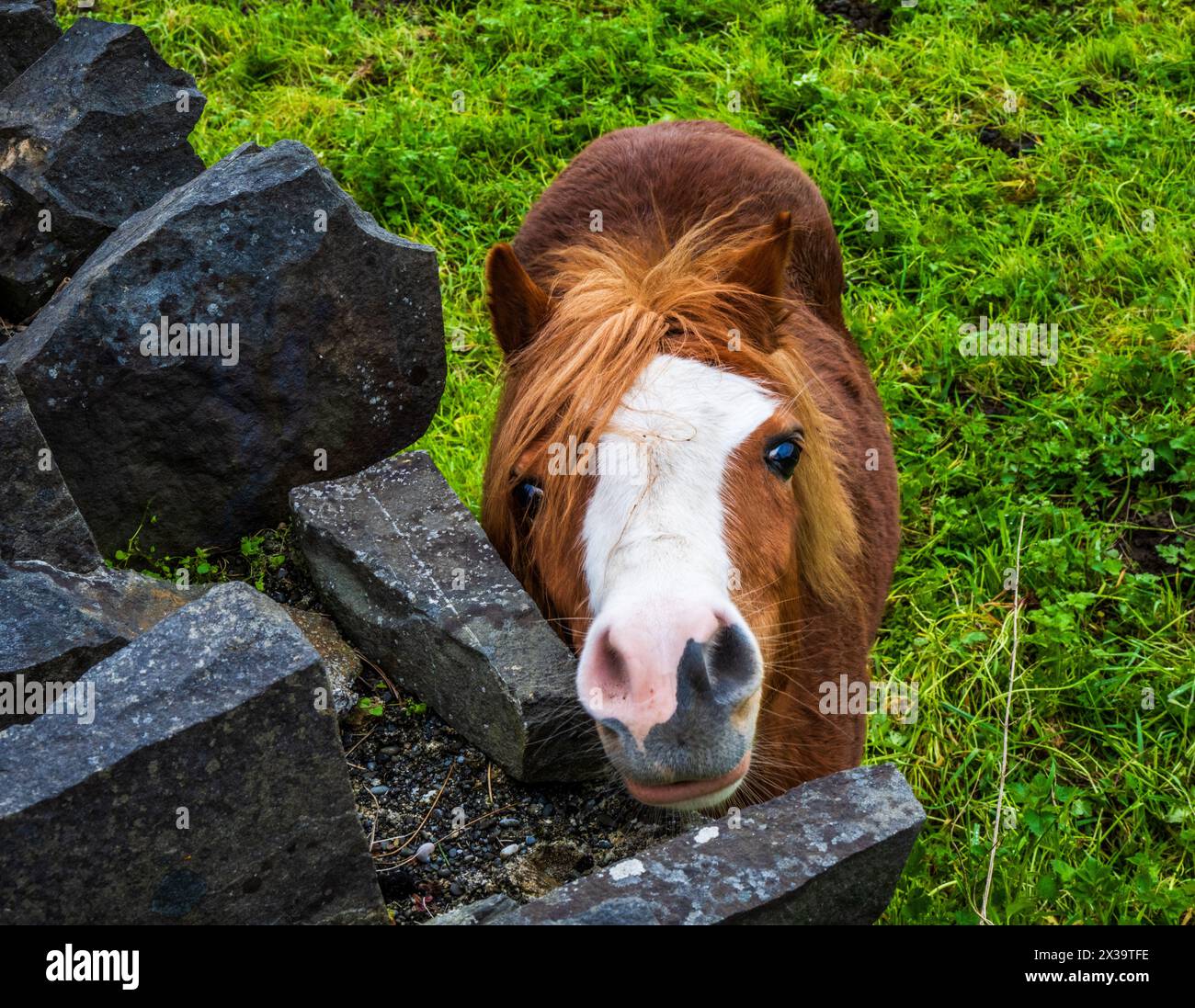 Welsh mountain a pony hi-res stock photography and images - Alamy