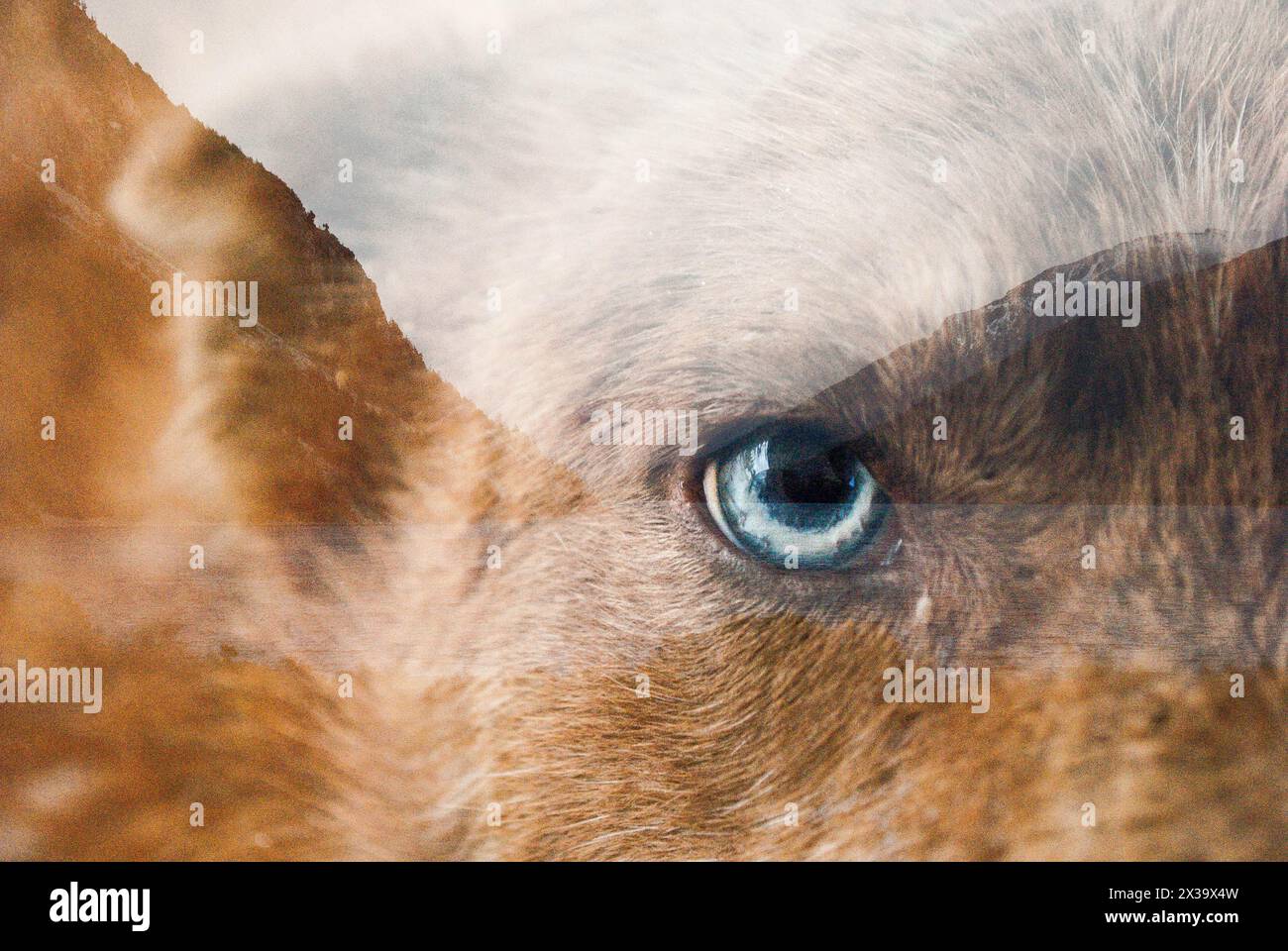 close-up of a dog's eye with a breathtaking reflection of a mountainous ...