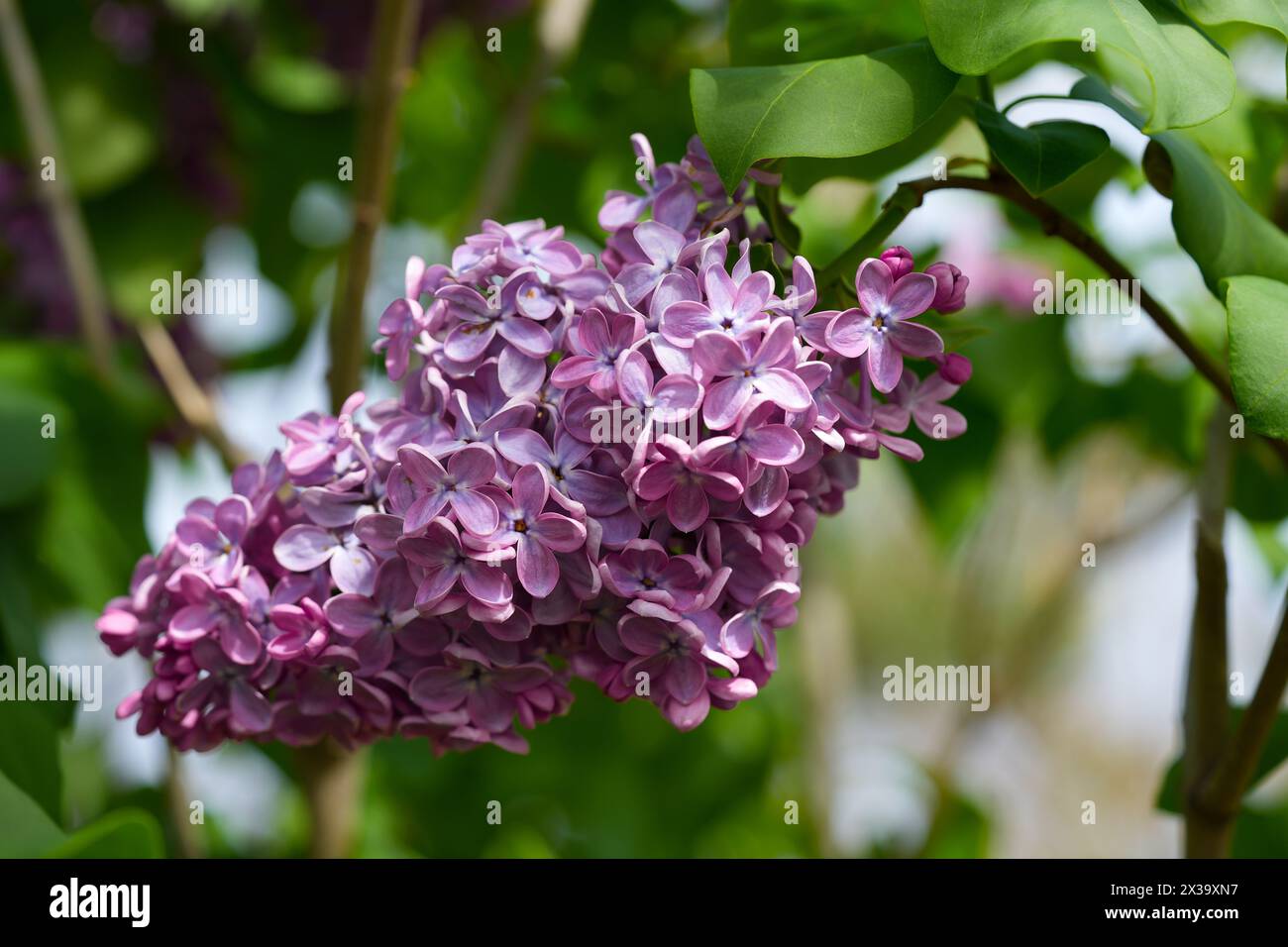Large lilac bush in spring. Bright flowers of spring lilac bush. Spring ...
