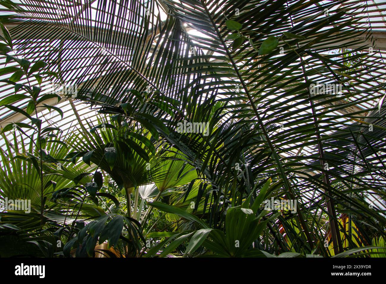 Palm trees inside a greenhouse Stock Photo - Alamy