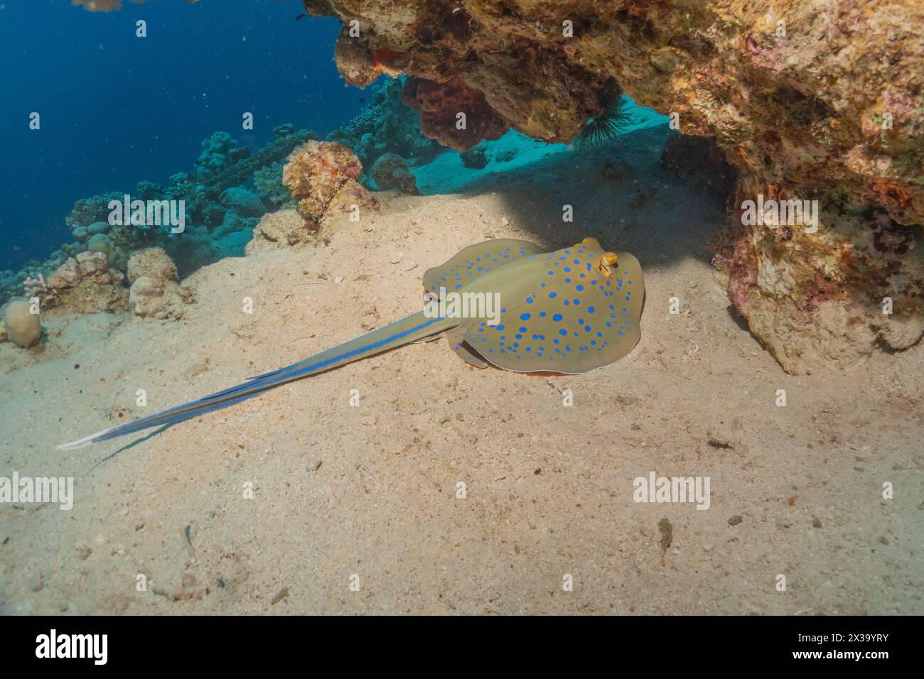 Blue-spotted stingray On the seabed in the Red Sea Eilat, Israel Stock ...