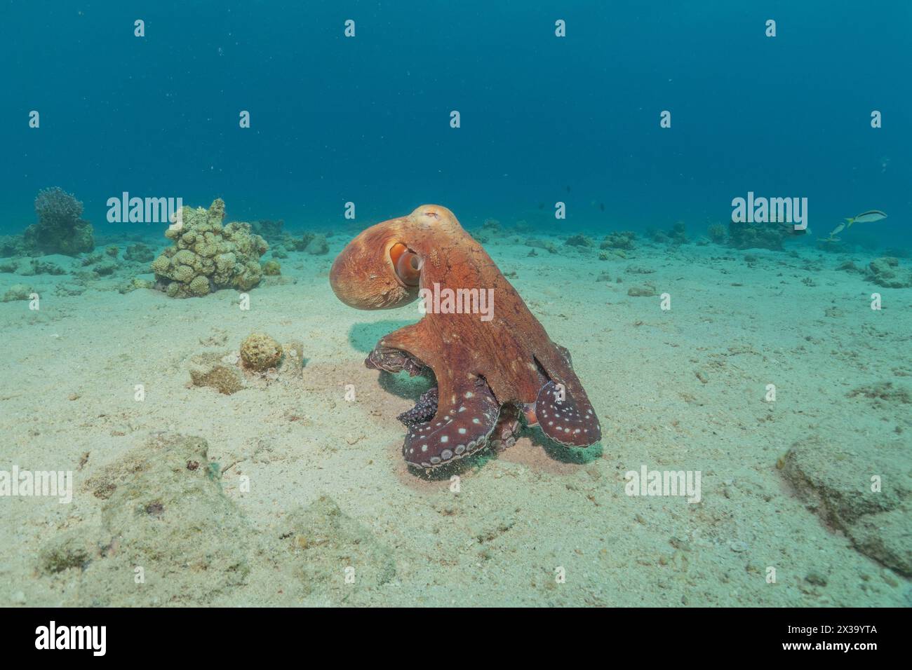 Octopus king of camouflage in the Red Sea, Eilat Israel Stock Photo - Alamy