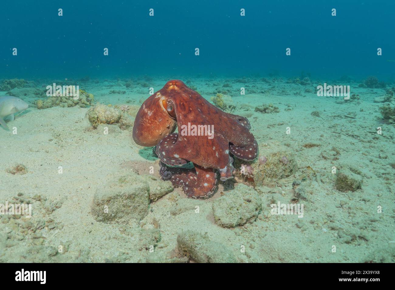 Octopus king of camouflage in the Red Sea, Eilat Israel Stock Photo - Alamy
