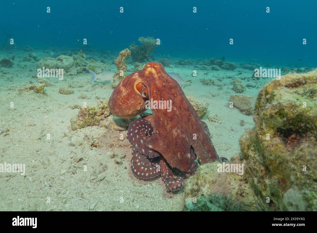 Octopus king of camouflage in the Red Sea, Eilat Israel Stock Photo - Alamy