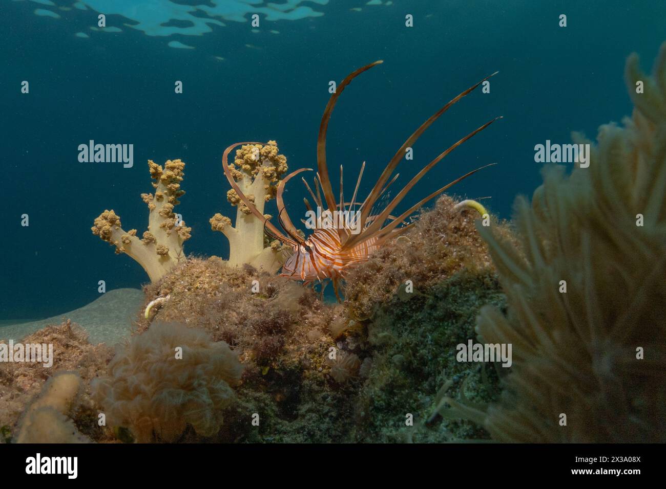 Lionfish in the Red Sea colorful fish, Eilat Israel Stock Photo - Alamy