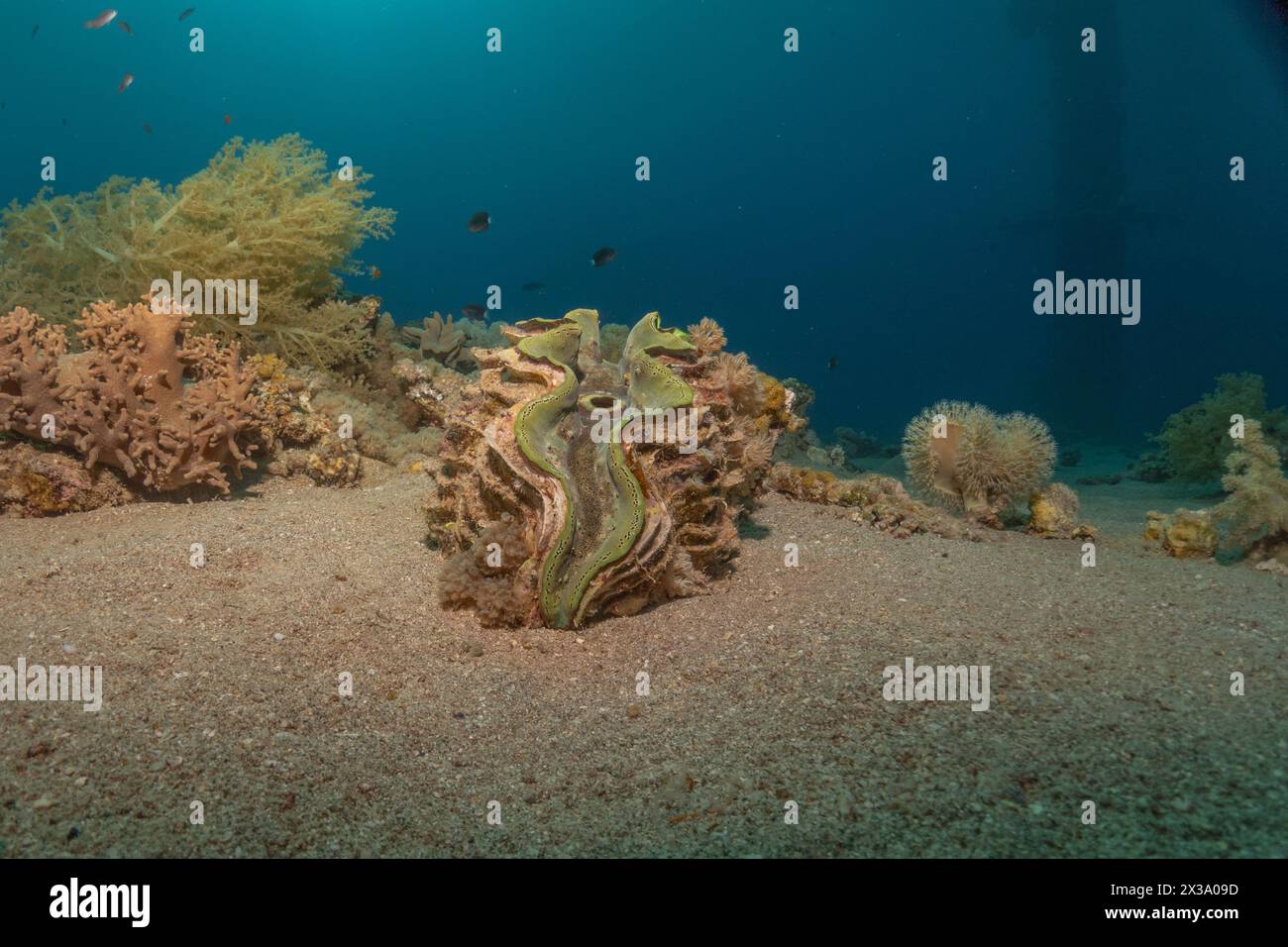 Giant Clam in the Red Sea Colorful and beautiful, Eilat Israel Stock ...