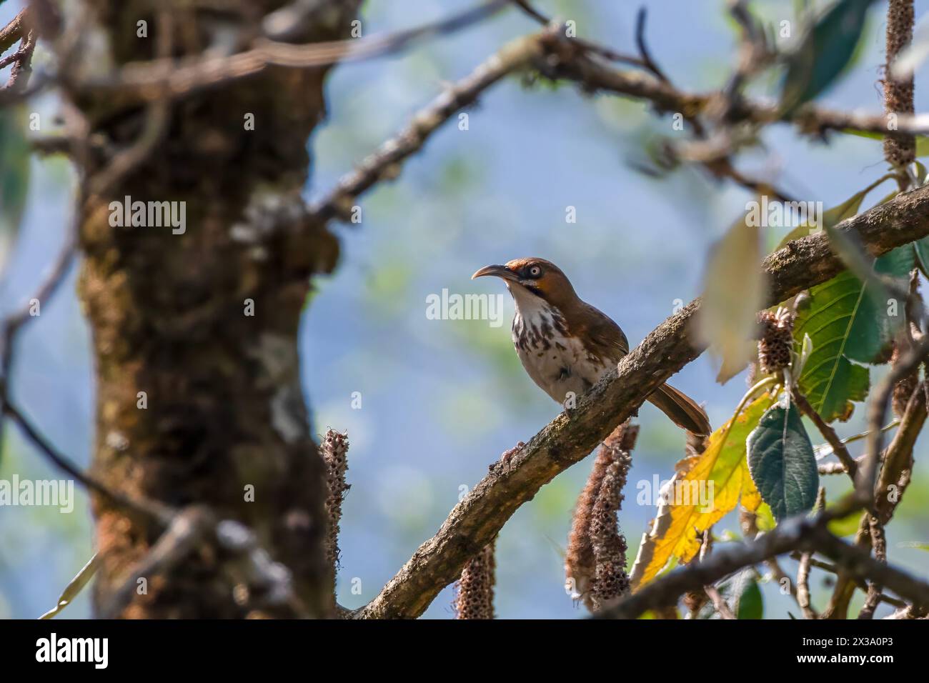 spot-breasted scimitar babbler observed in Khonoma in Nagaland, India ...