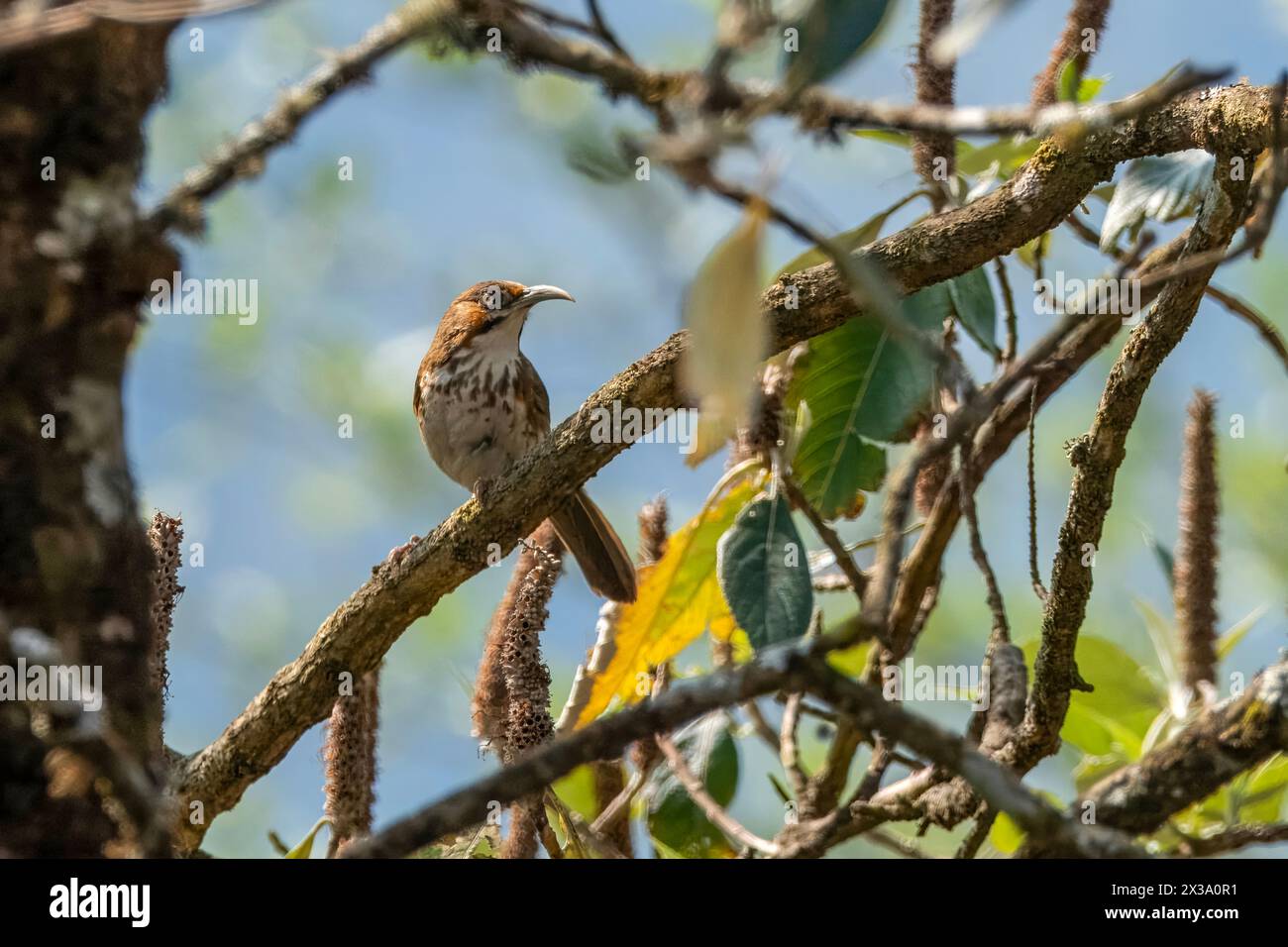 spot-breasted scimitar babbler observed in Khonoma in Nagaland, India ...