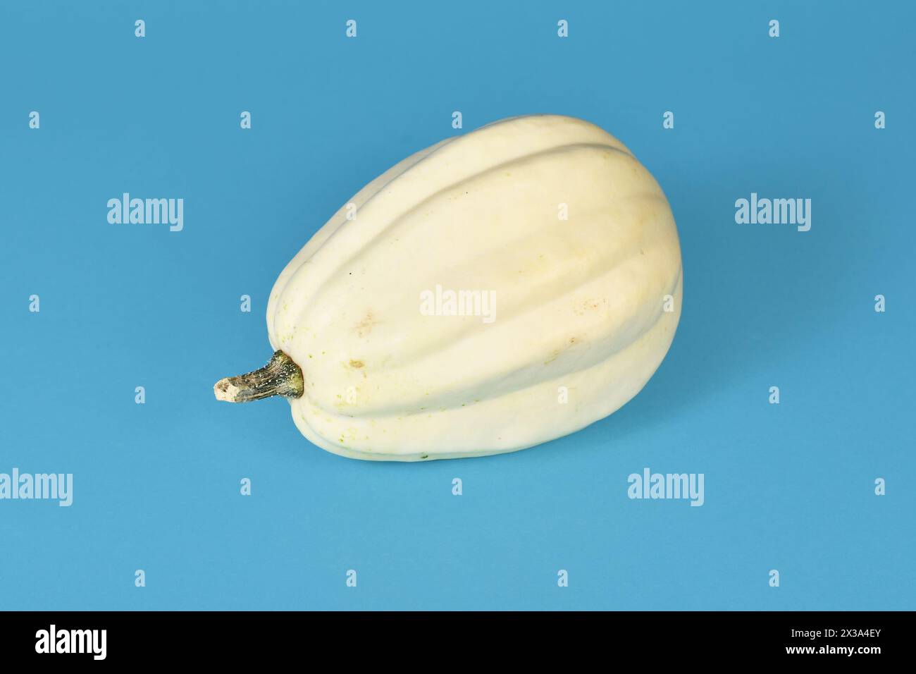Cream white long Acorn squash on blue background Stock Photo - Alamy