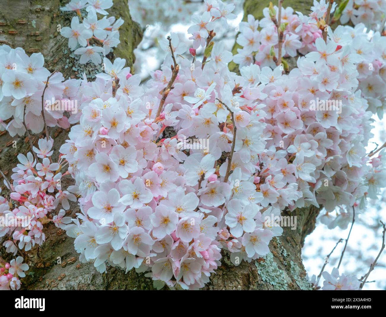 Soft focus on cherry blossom hi-res stock photography and images - Alamy