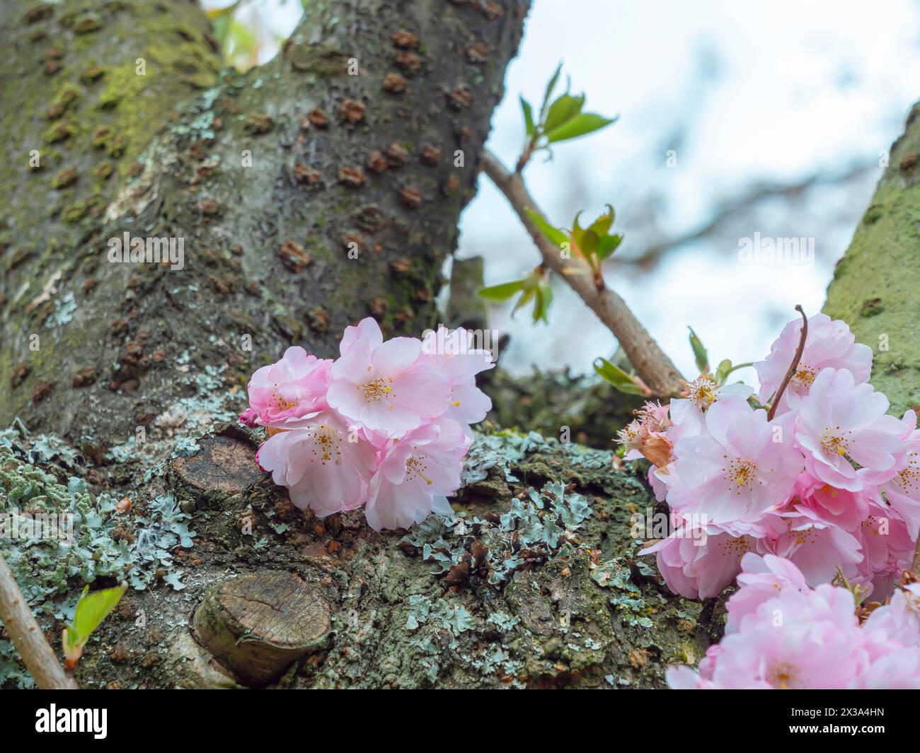 Soft focus on cherry blossom hi-res stock photography and images - Alamy