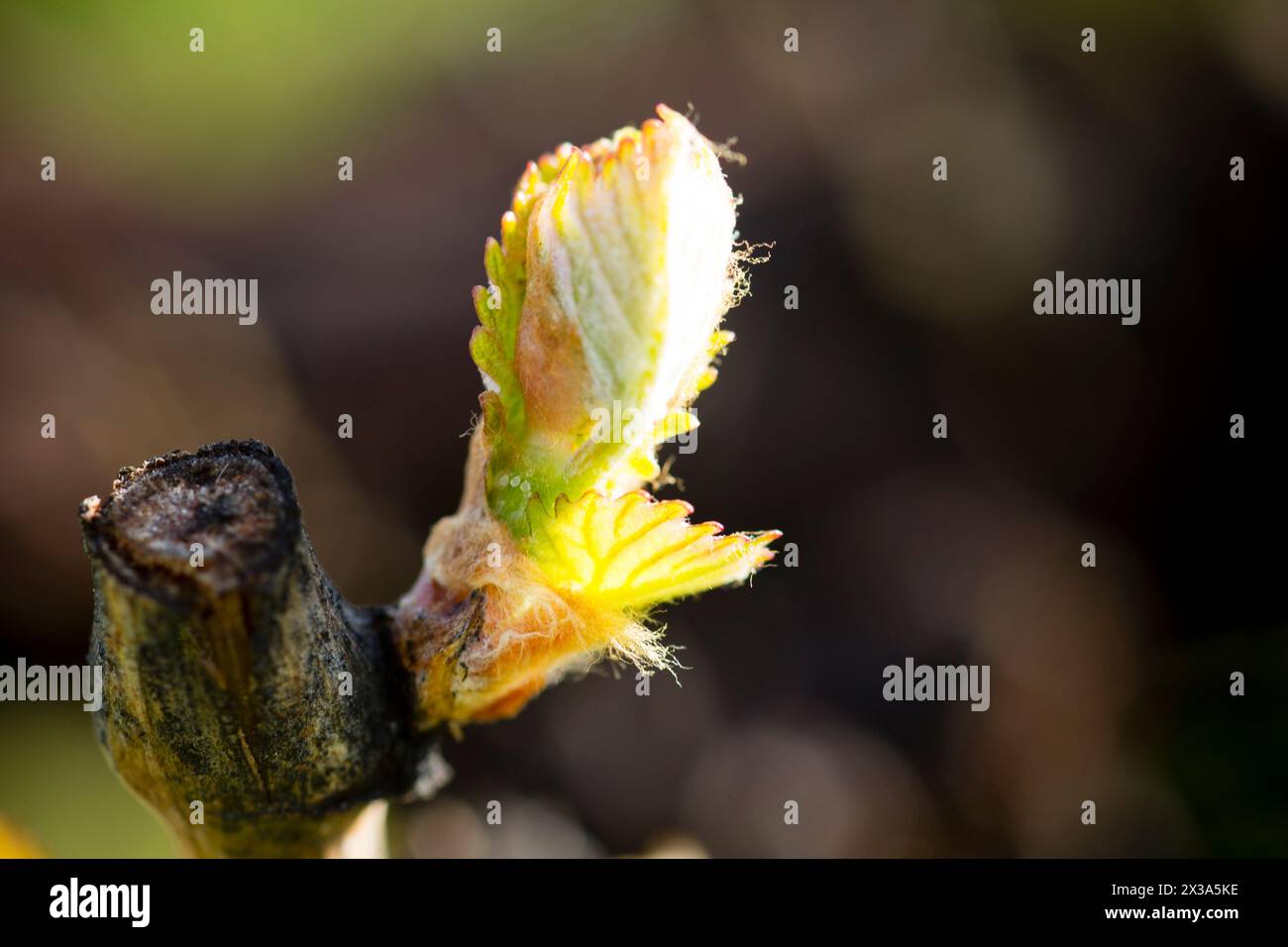 Annual farming process hi-res stock photography and images - Alamy