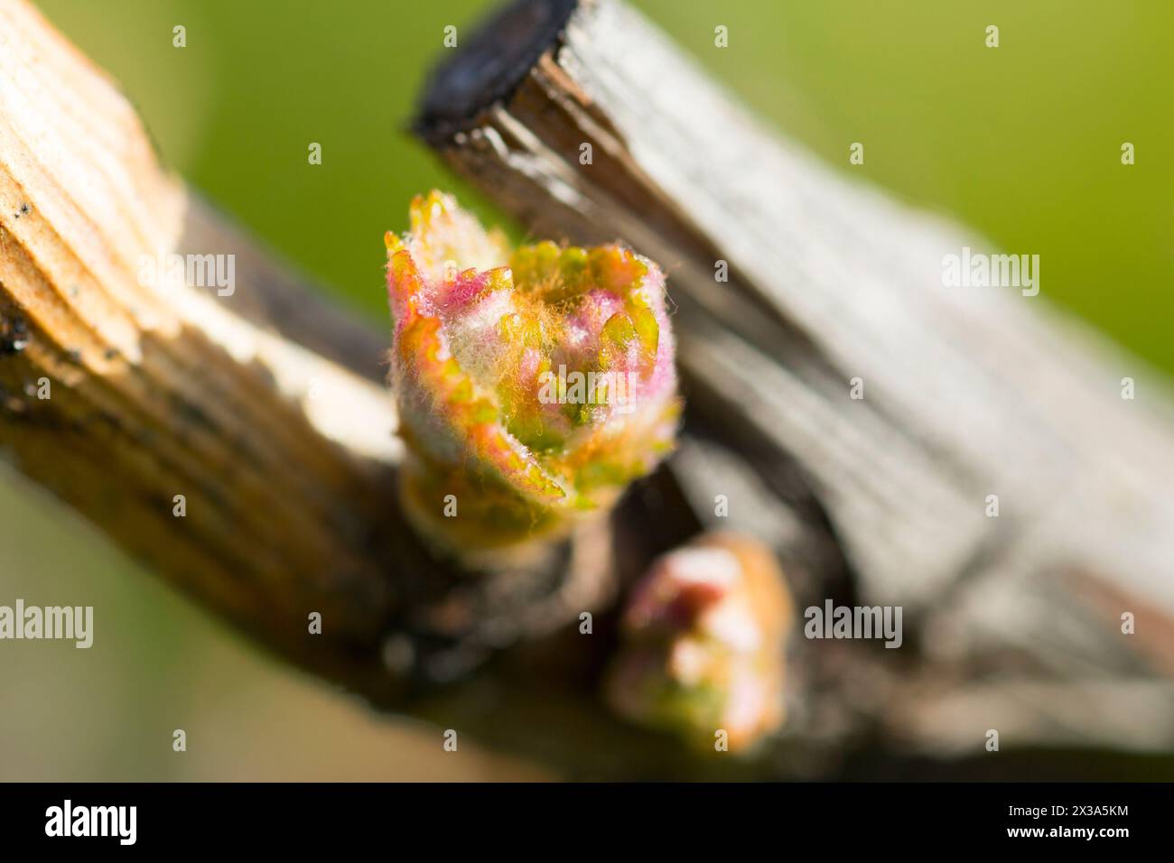 Annual farming process hi-res stock photography and images - Alamy