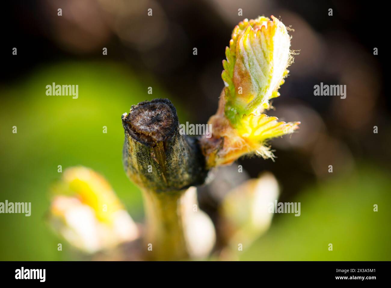 Annual farming process hi-res stock photography and images - Alamy
