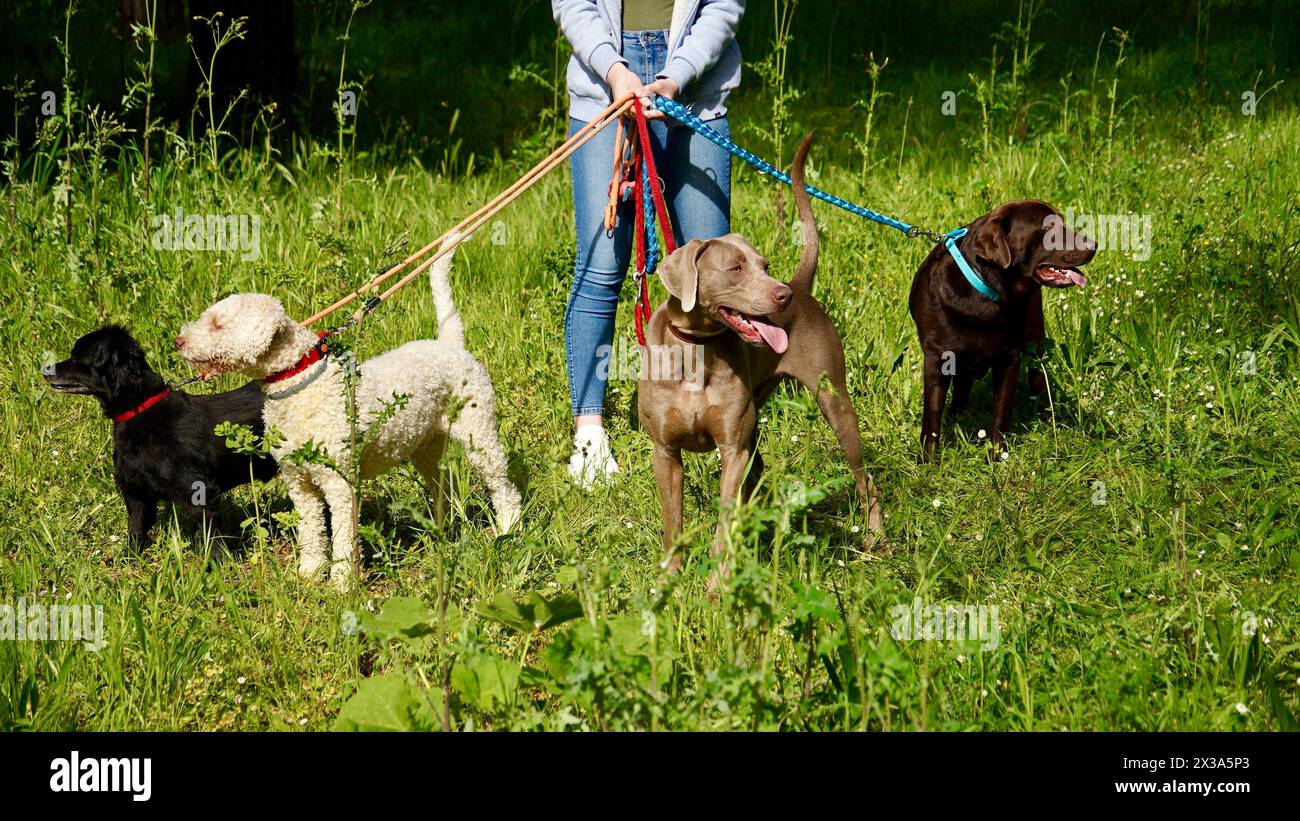 An unrecognisable person walking large group of dogs on a leash in the ...