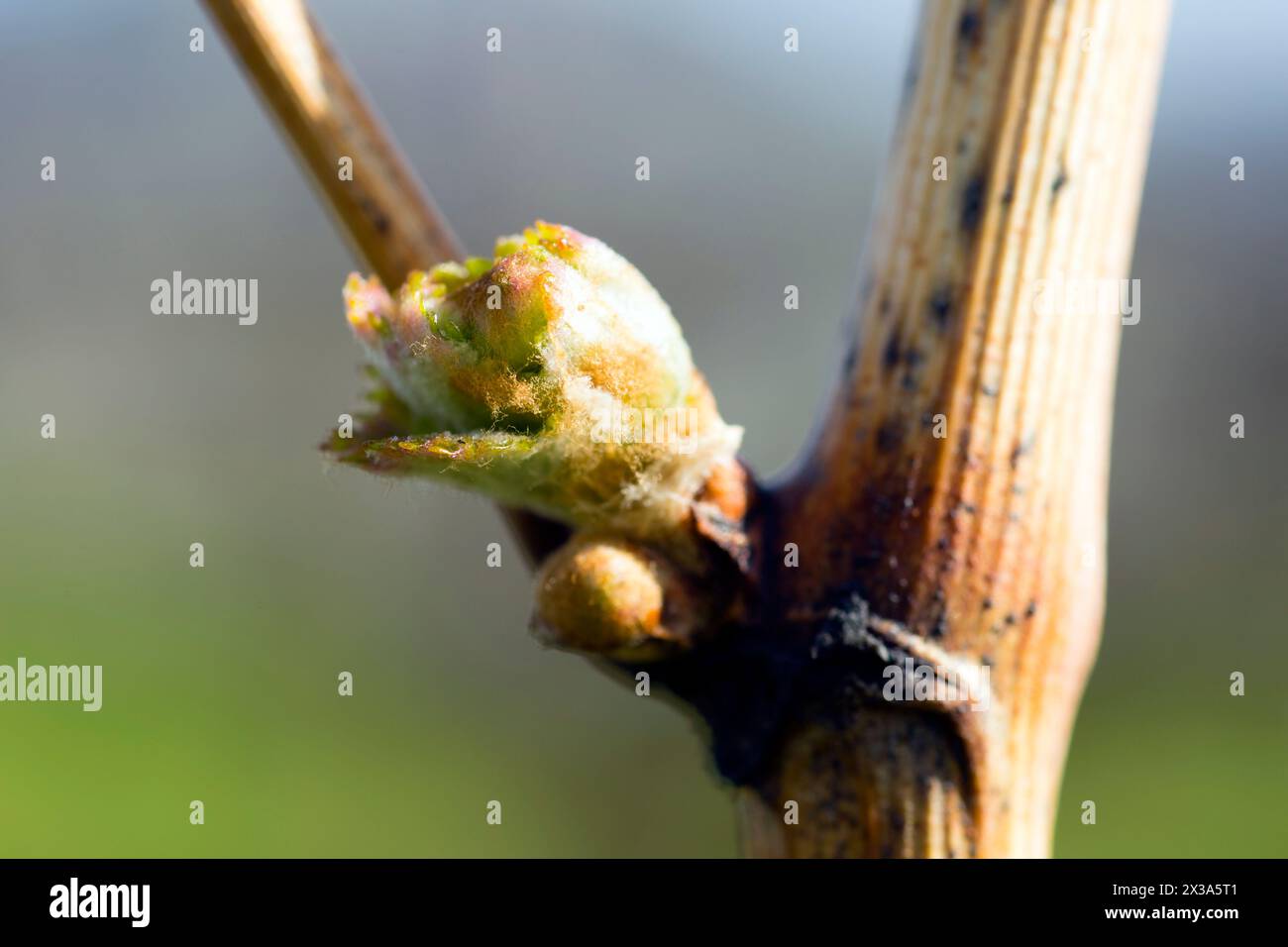 The annual growth cycle of grapevines is the process that takes place ...