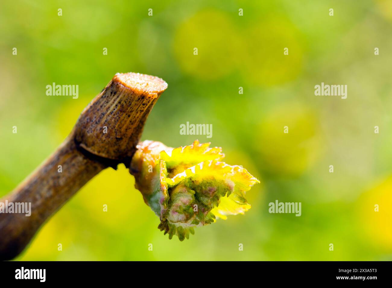 The annual growth cycle of grapevines is the process that takes place ...