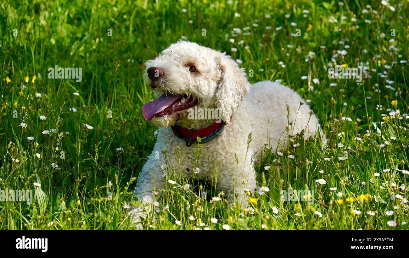 Portrait of cute white Lagotto Romagnolo puppy in a green grass with ...