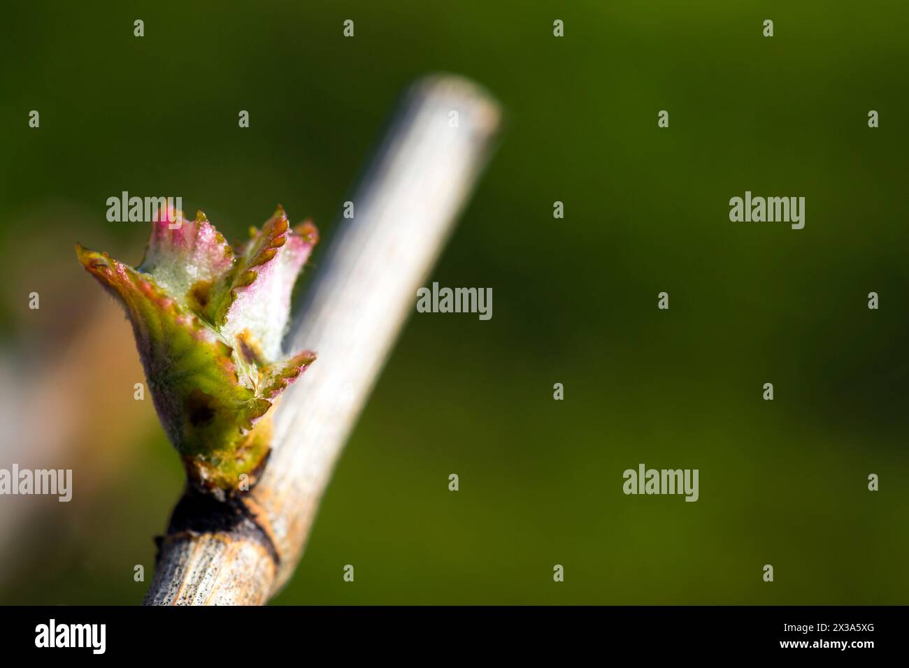 The annual growth cycle of grapevines is the process that takes place ...