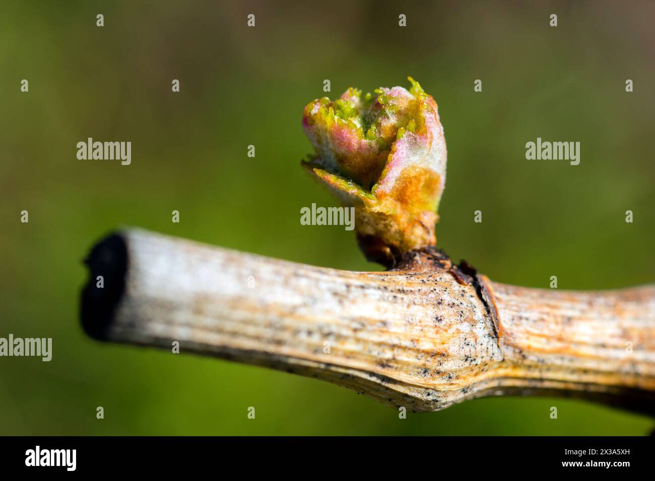 Annual farming process hi-res stock photography and images - Alamy