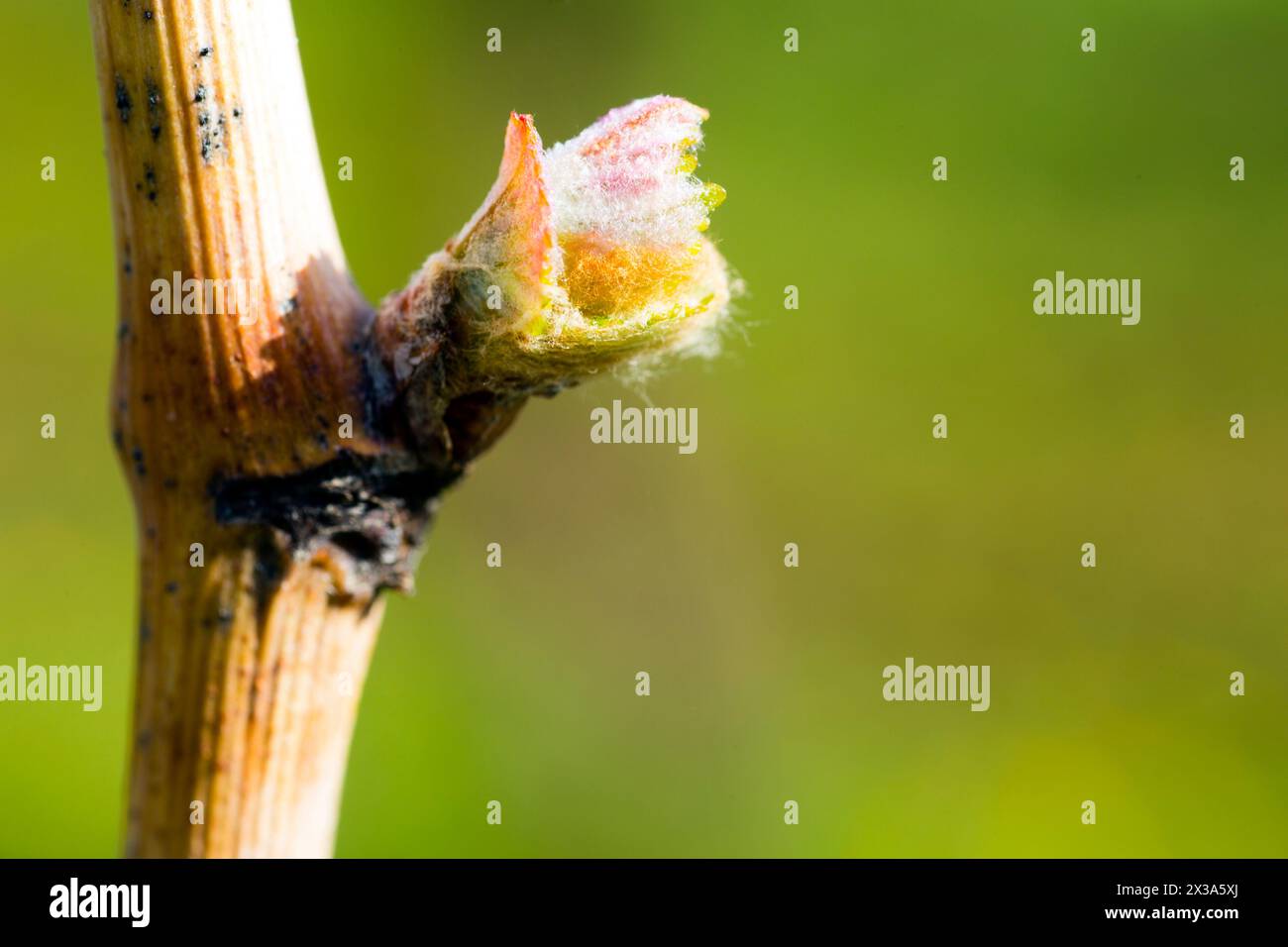 Annual farming process hi-res stock photography and images - Alamy