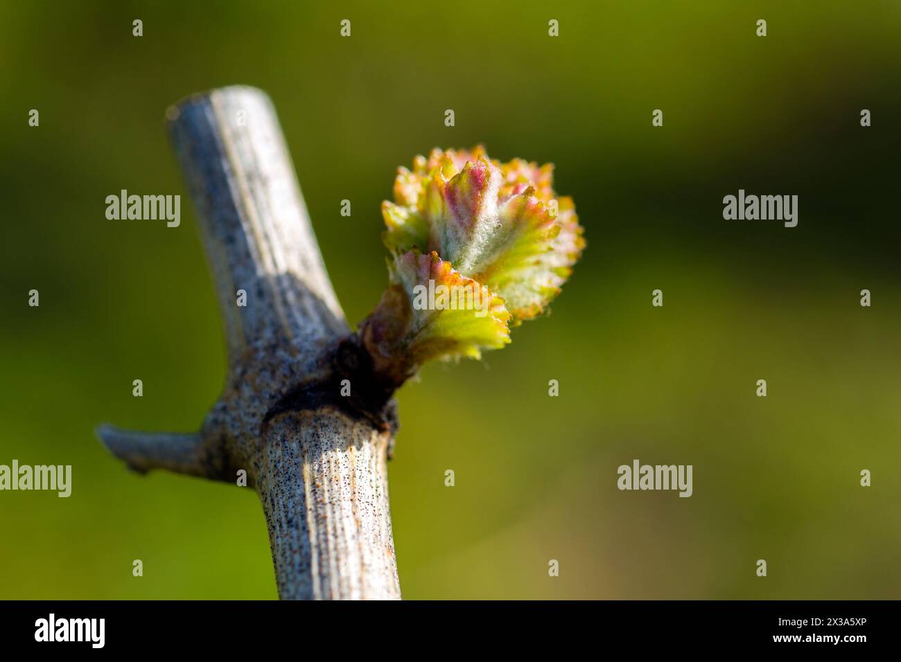 Annual farming process hi-res stock photography and images - Alamy
