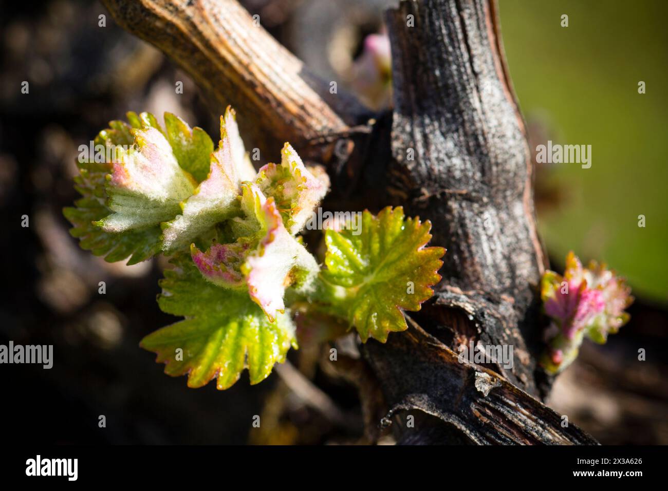 Annual farming process hi-res stock photography and images - Alamy