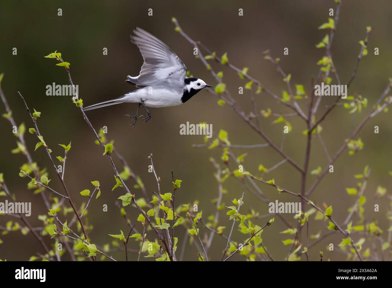isolated wagtail flying in the wild Stock Photo - Alamy