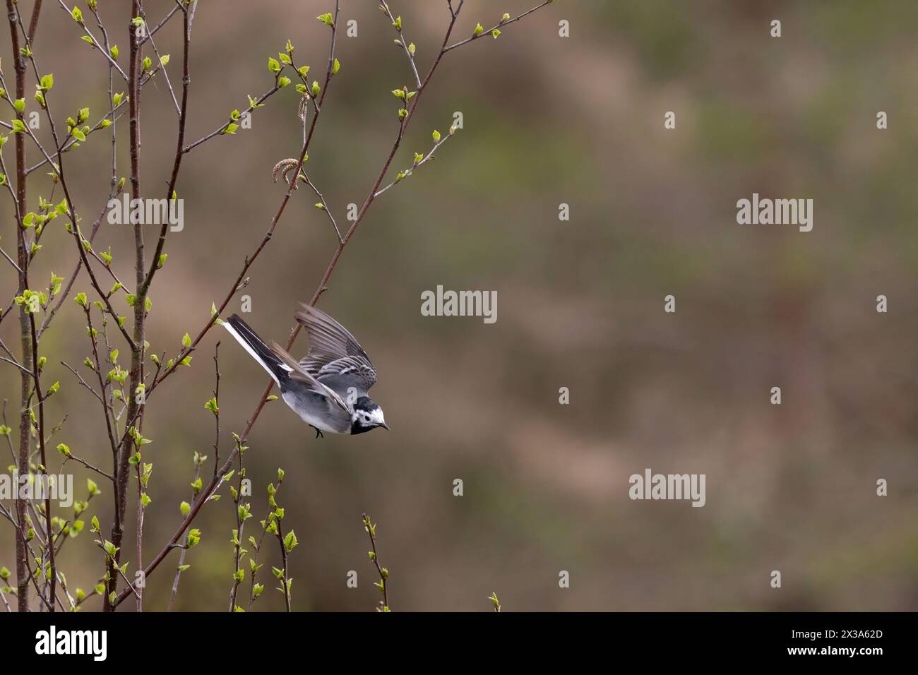 Flying in flight wild bird wildlife hi-res stock photography and images ...