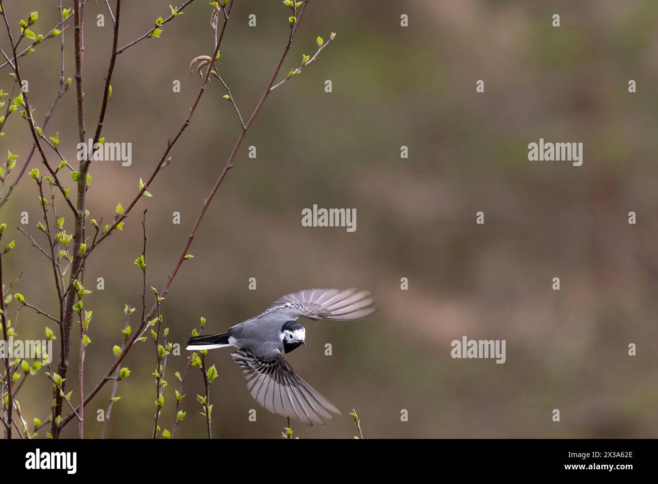 Wild wagtail hi-res stock photography and images - Alamy