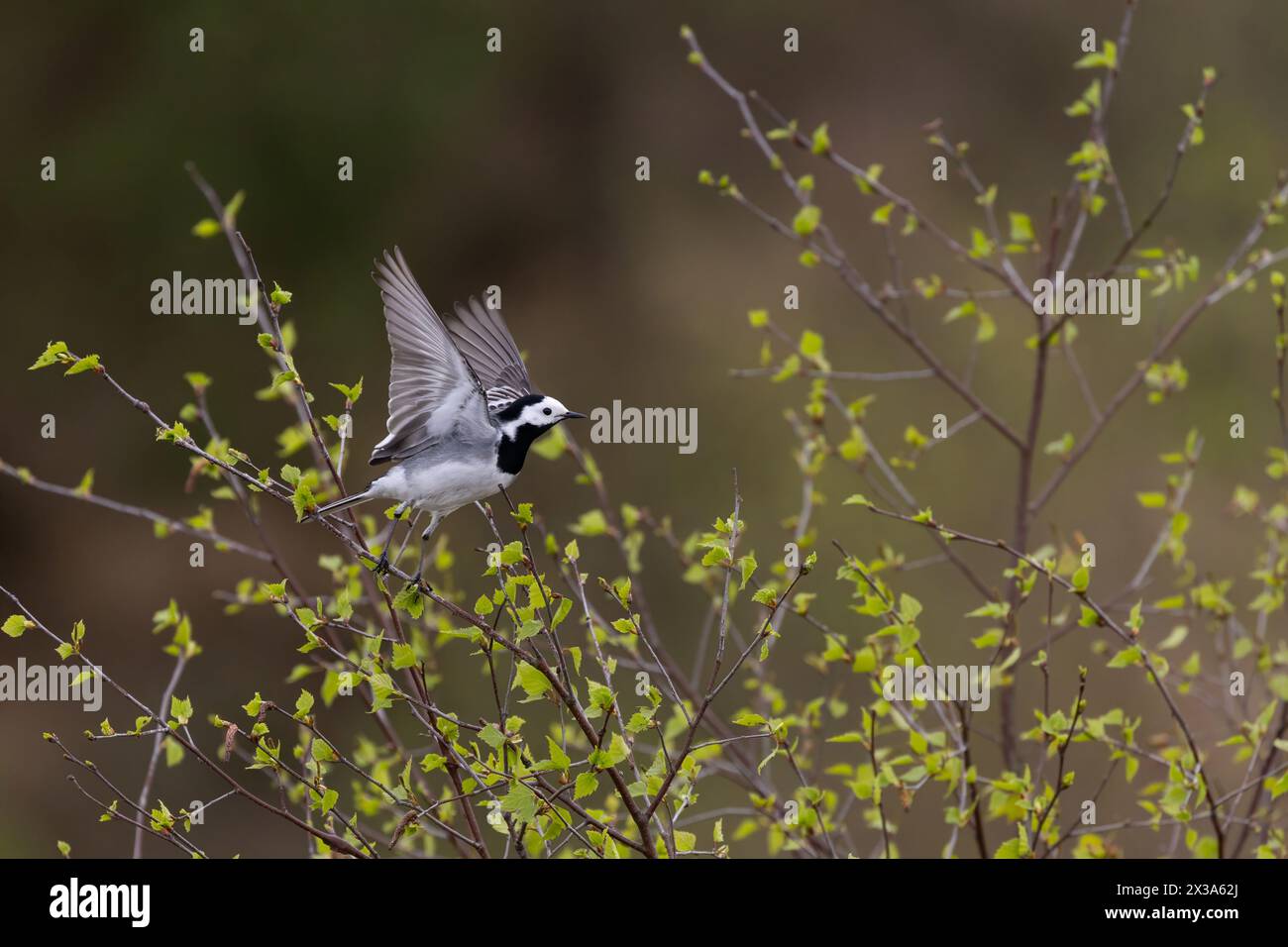 Flying in flight wild bird wildlife hi-res stock photography and images ...