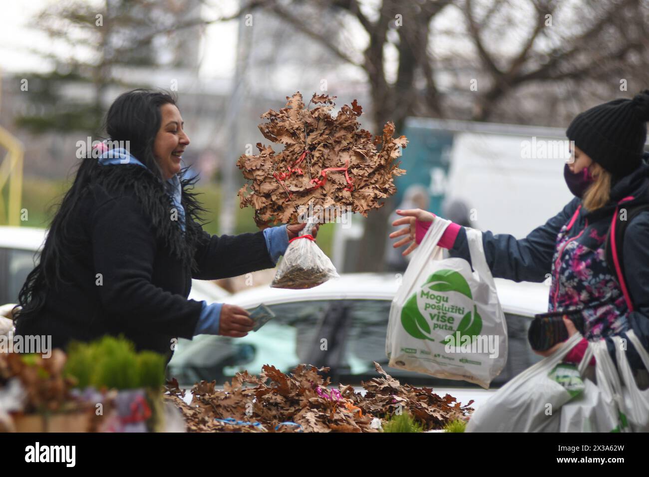 Badnjak leaves hi-res stock photography and images - Alamy