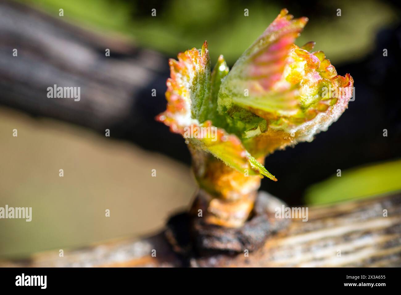 Annual farming process hi-res stock photography and images - Alamy