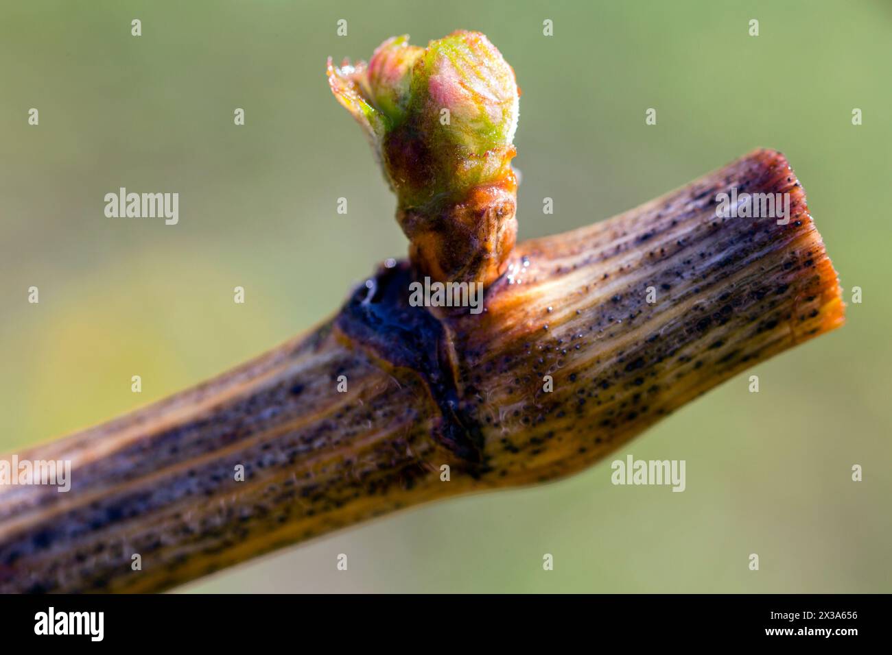 The annual growth cycle of grapevines is the process that takes place ...