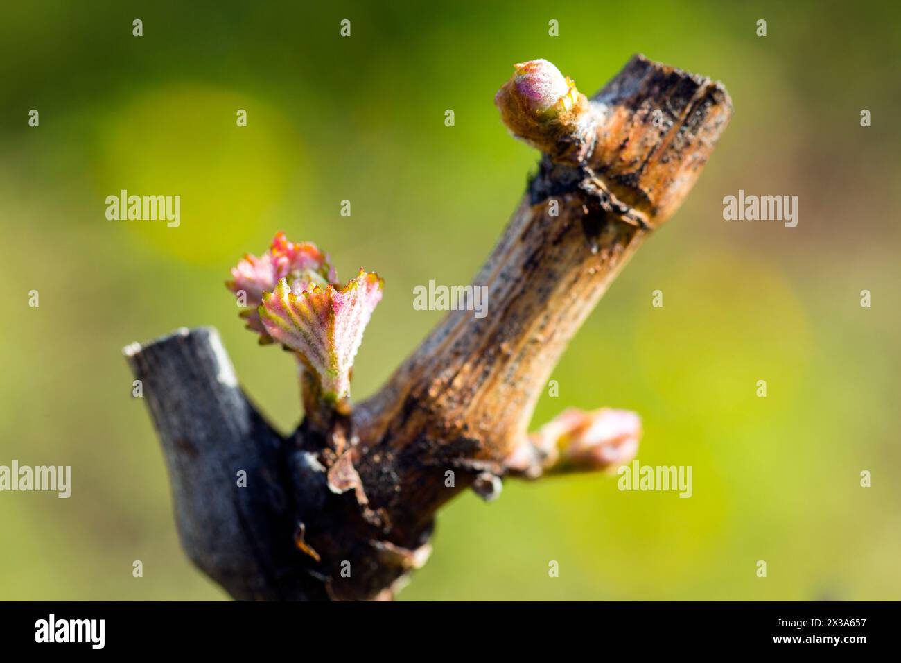Annual farming process hi-res stock photography and images - Alamy
