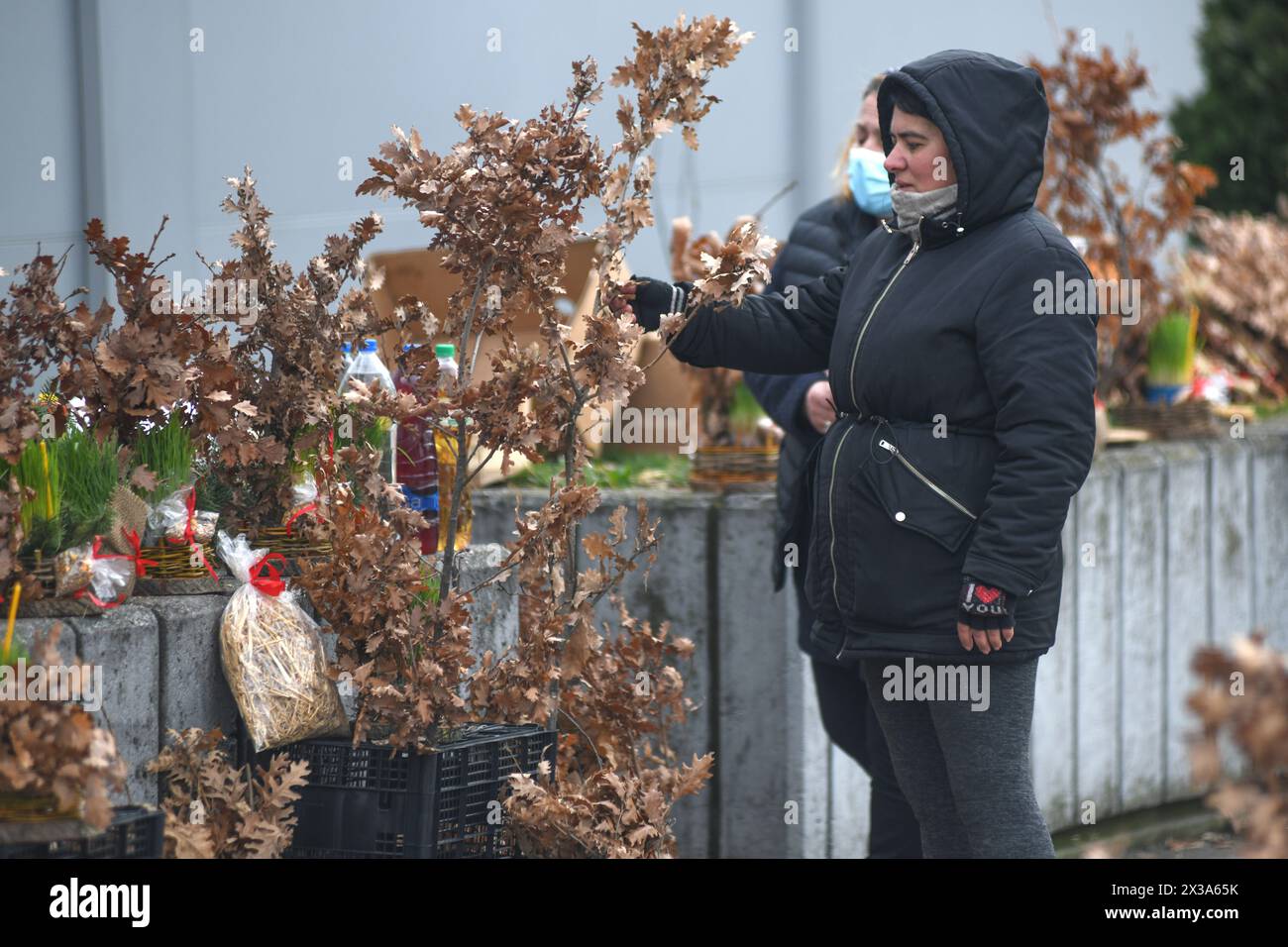 Belgrade during New Year Holidays: street vendors of Badnjak tree ...