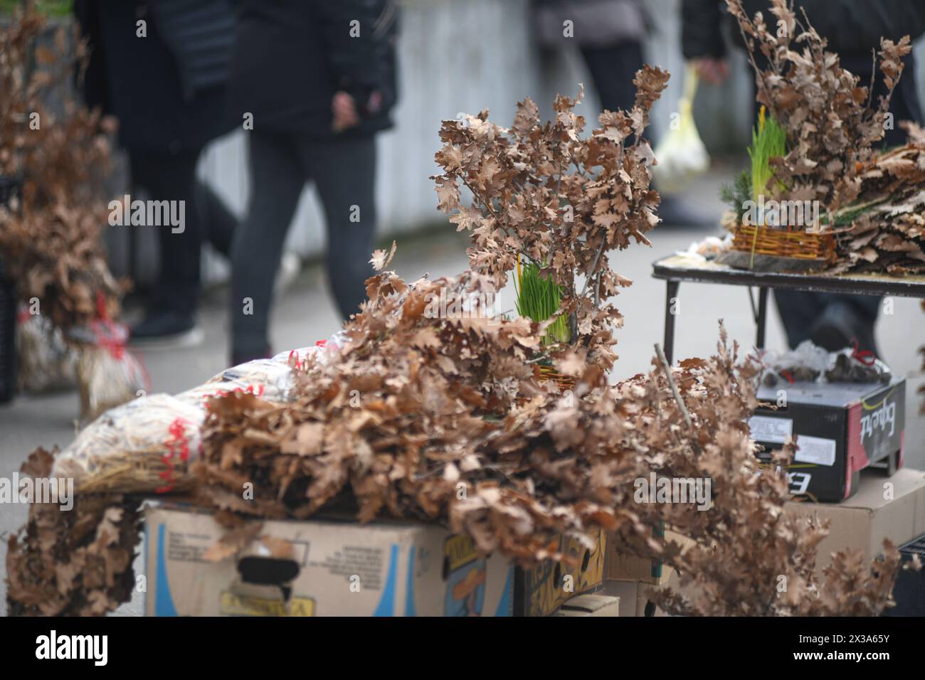Belgrade during New Year Holidays: street vendors of Badnjak tree ...