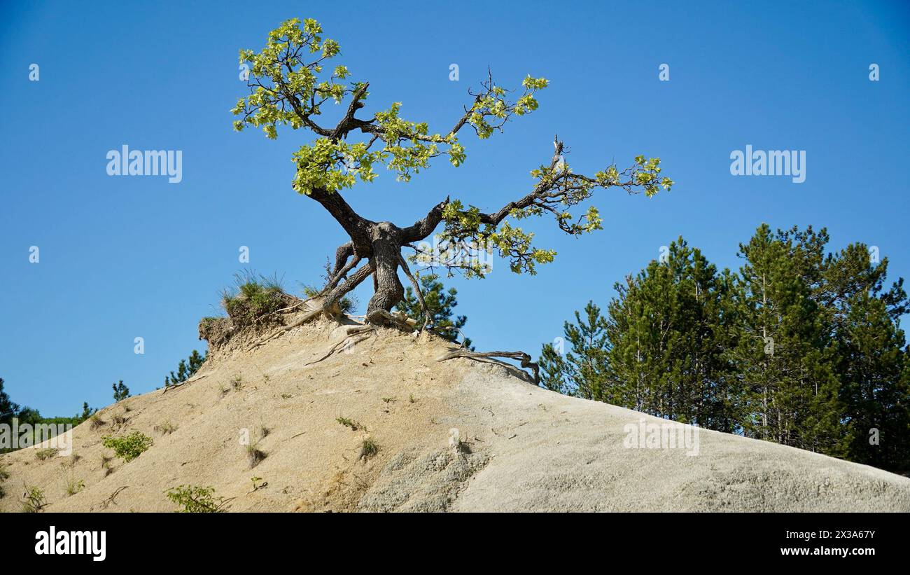 landscape named Istarska pustinja near Buje in Istria peninsula ...
