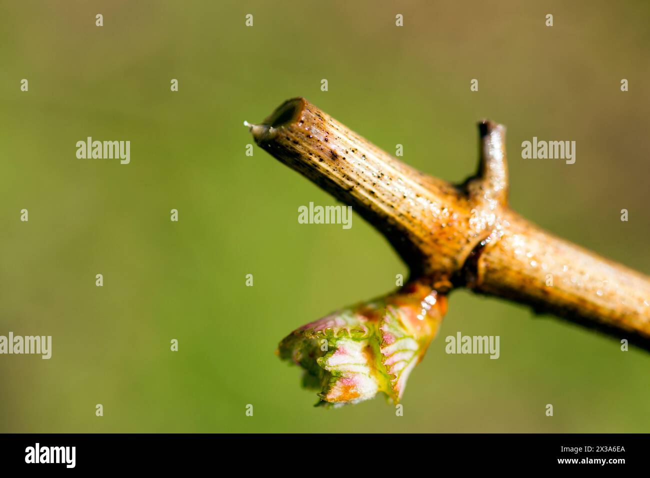 Annual farming process hi-res stock photography and images - Alamy