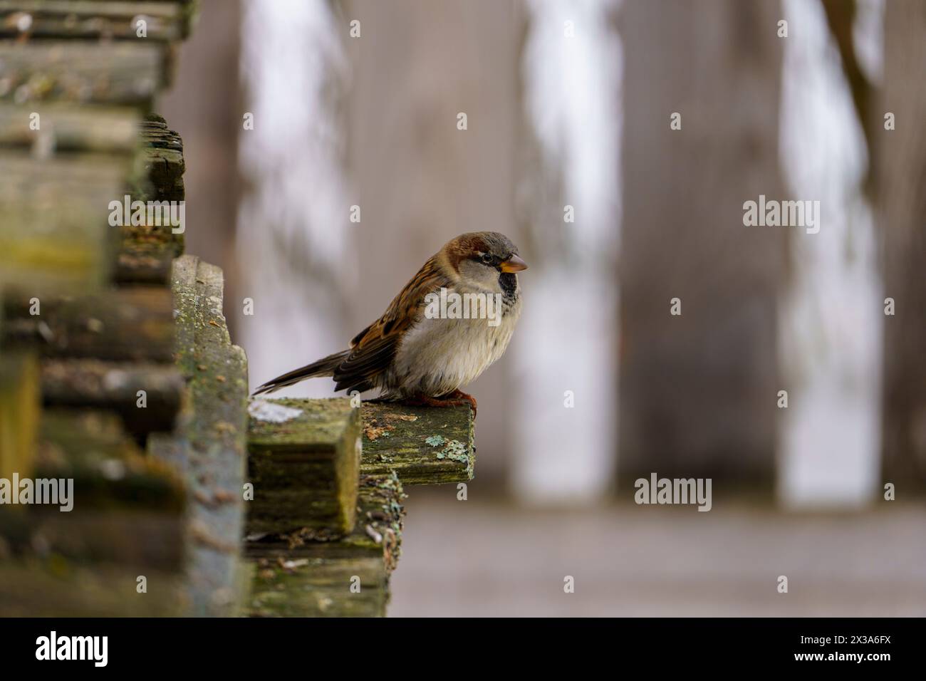 Wet Passer domesticus Family Passeridae Genus Passer House sparrow wild ...
