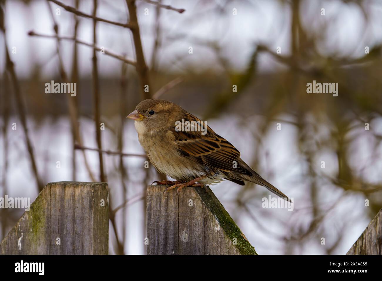 Wet Passer domesticus Family Passeridae Genus Passer House sparrow wild ...