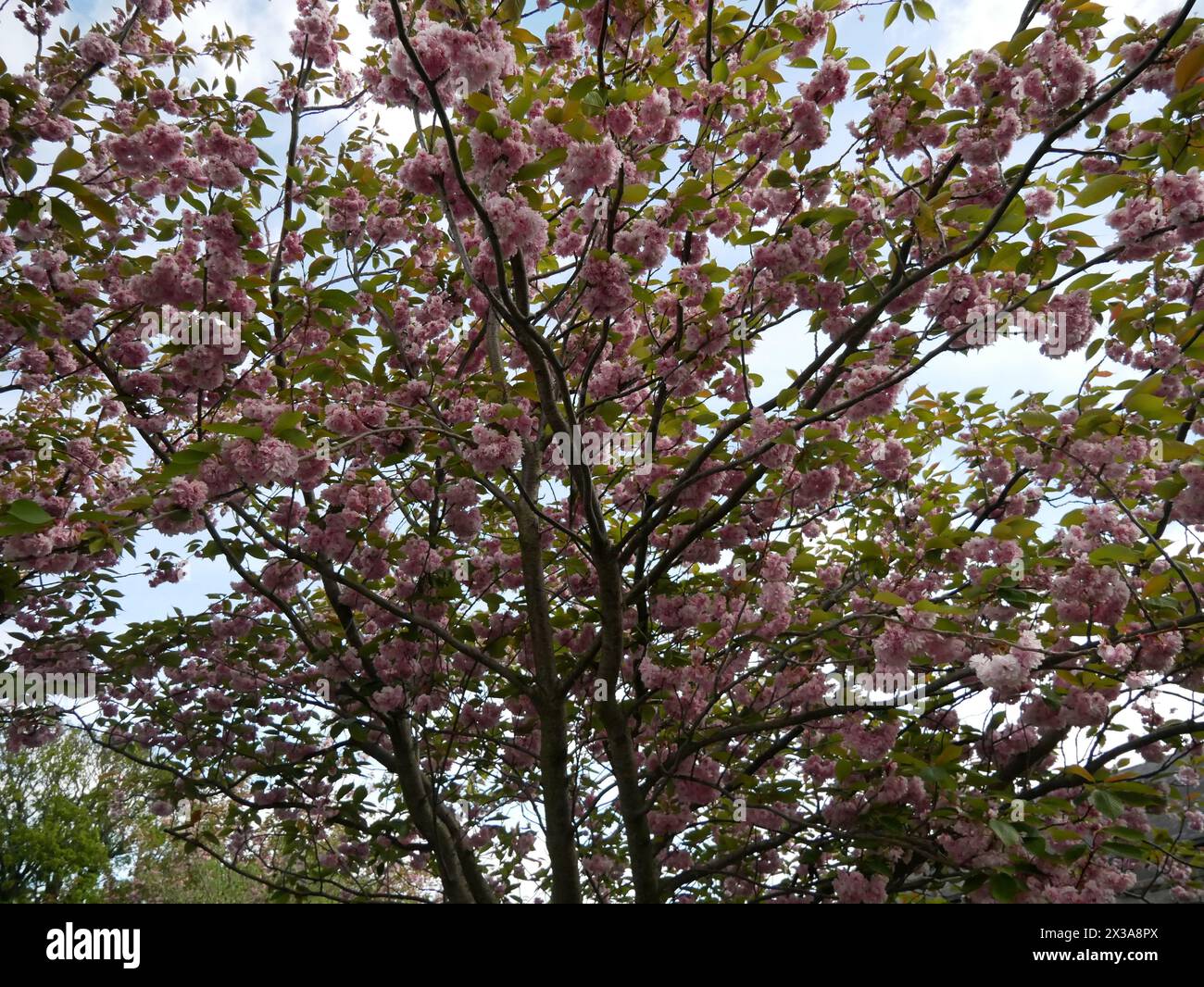 Cherry Blossom Tree in bloom Stock Photo - Alamy