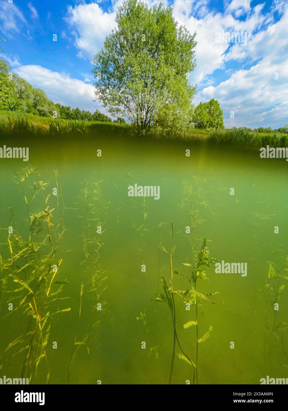 Half under water, half above surface in retention tank Ricanka by ...