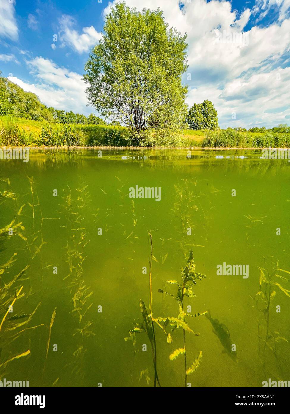Half under water, half above surface in retention tank Ricanka by ...
