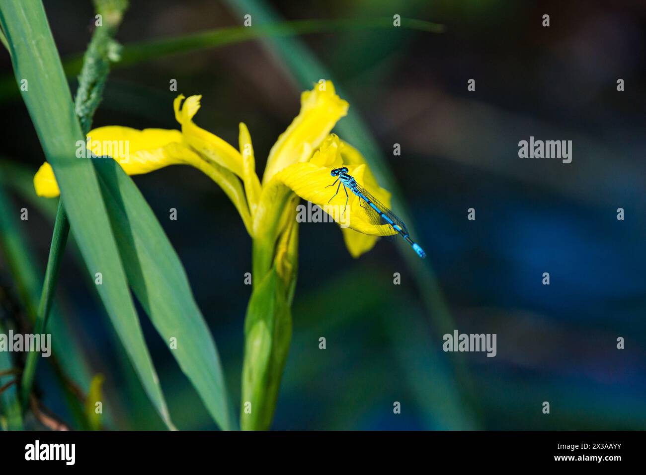 Dicteriadidae hi-res stock photography and images - Alamy