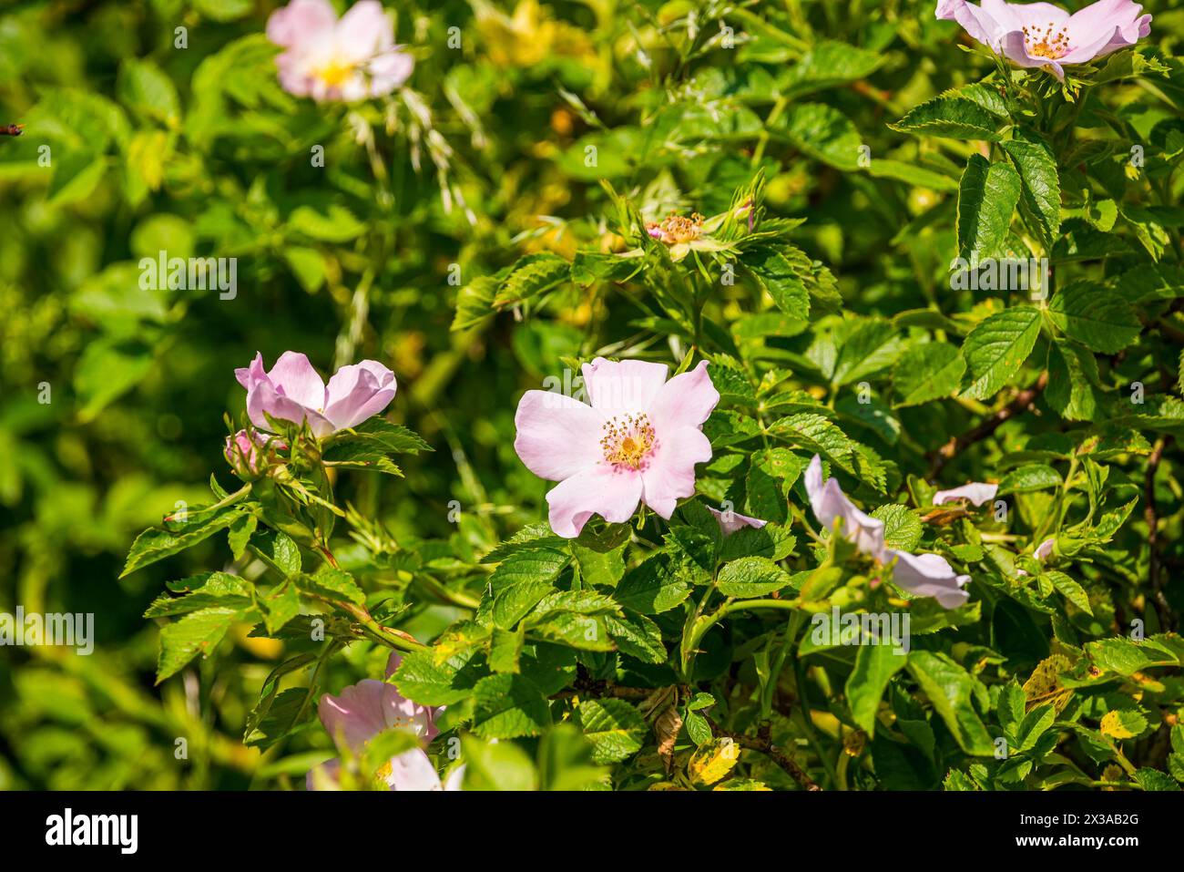 Blooming rosa hi-res stock photography and images - Alamy